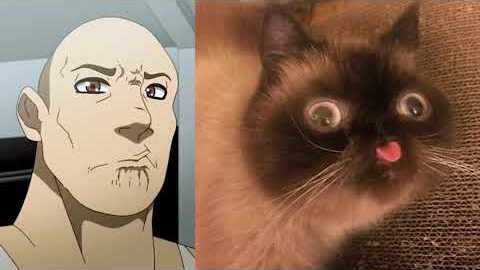 The Rock reacts to cats : (the rock eyebrow raise)